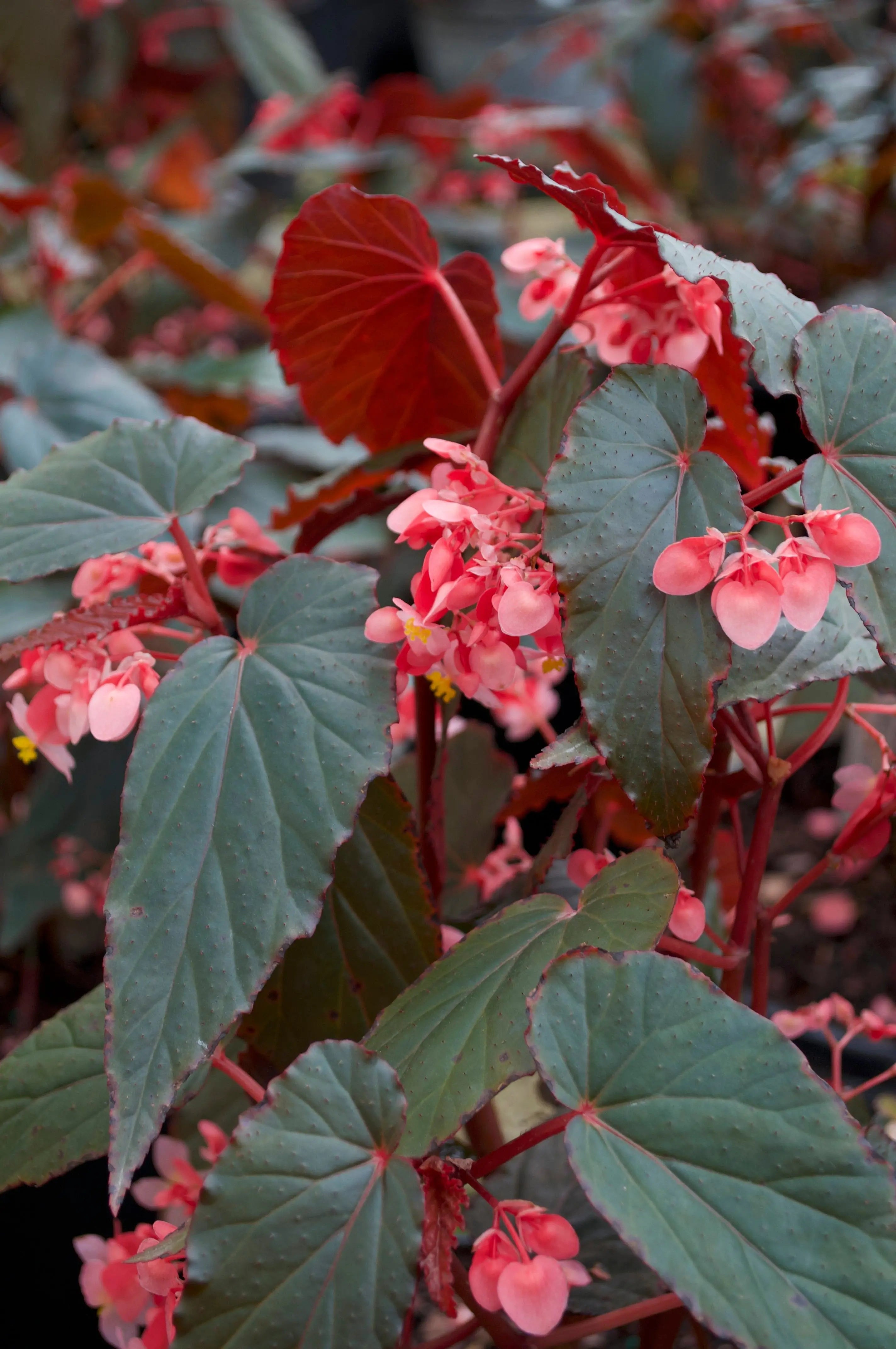 Begonia Linda Dawn - Mason House Gardens