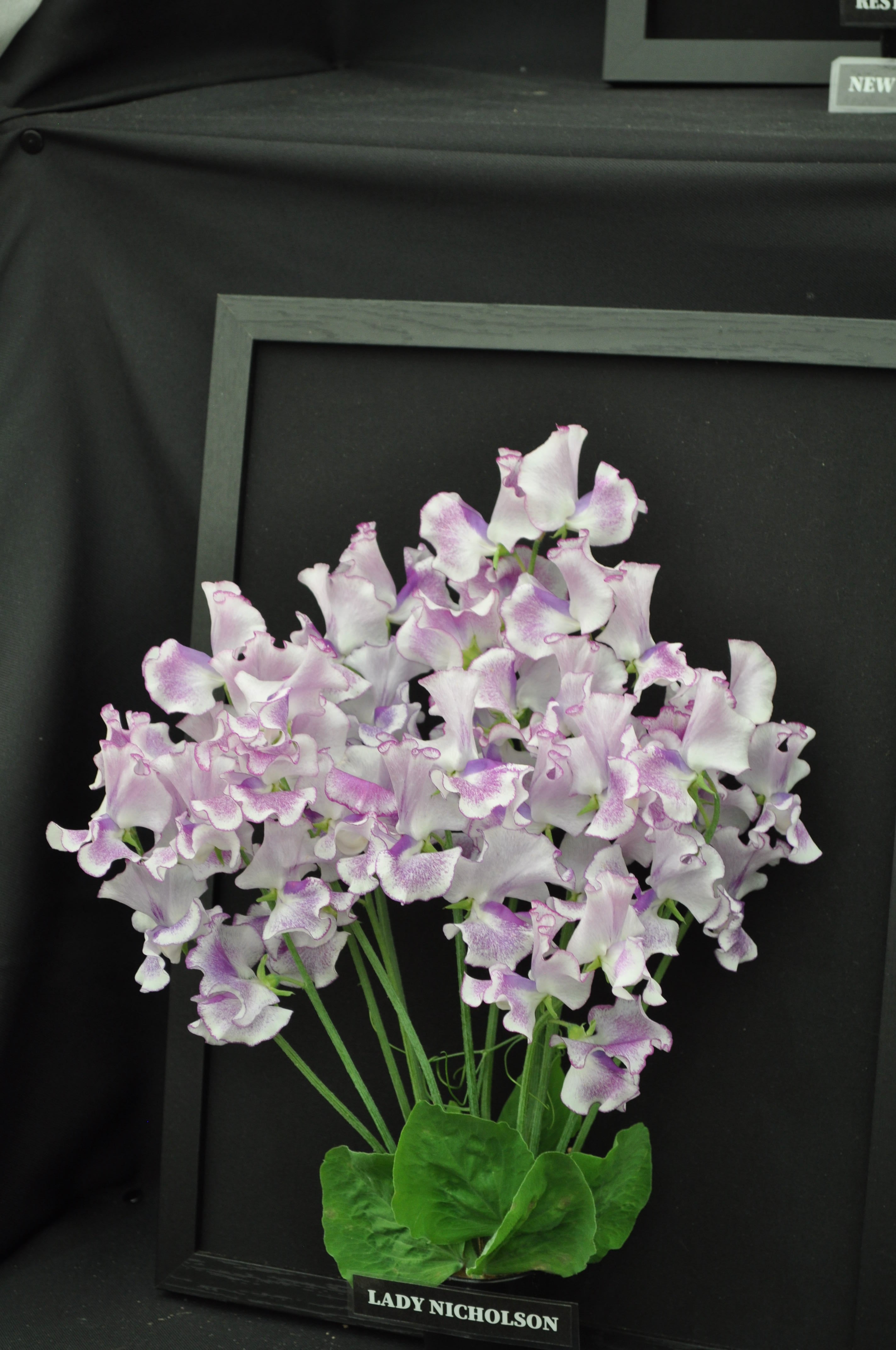 Sweet Pea Lady Nicholson – Mason House Garden