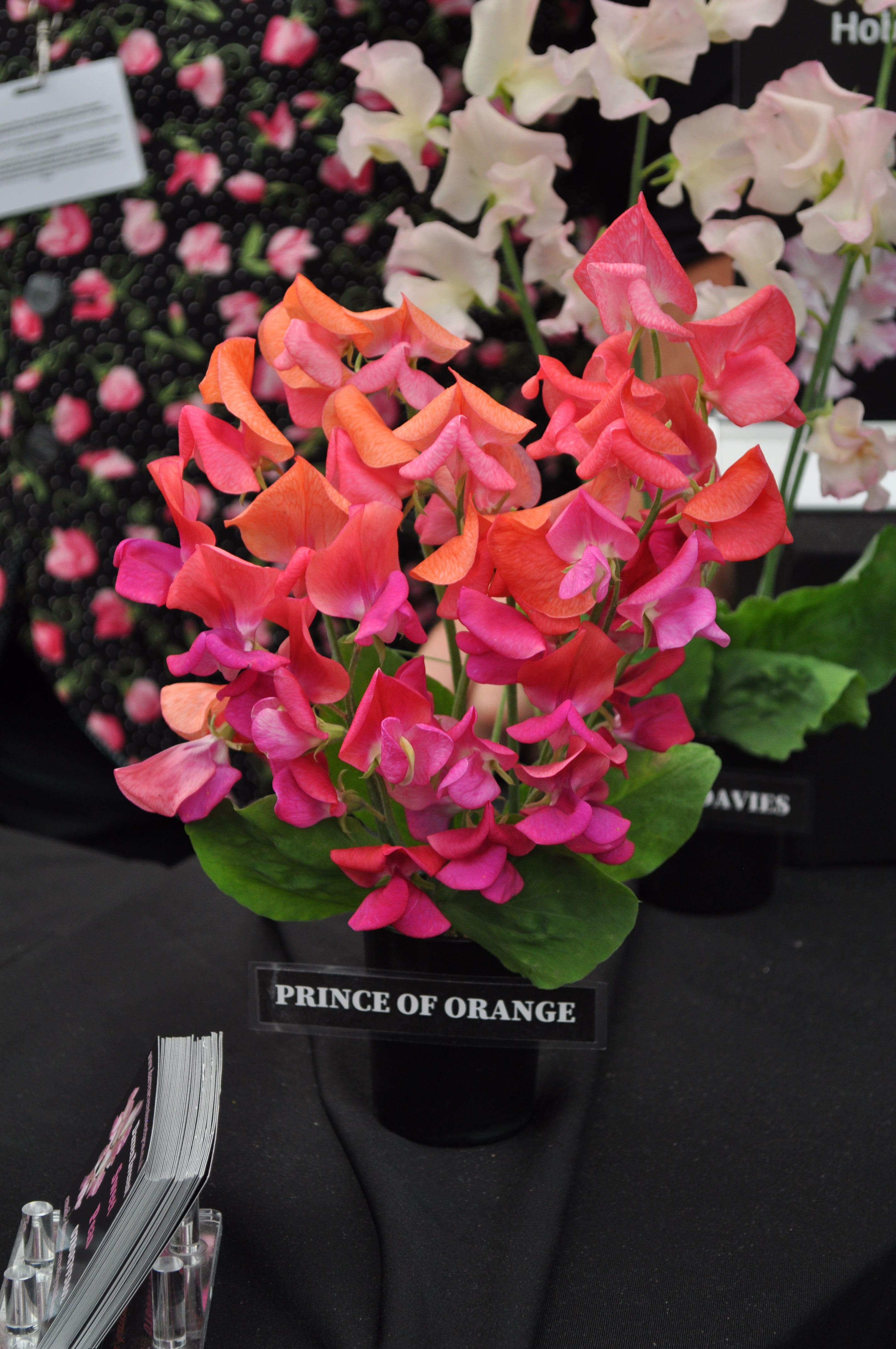 Sweet Pea Prince of Orange – Mason House Garden