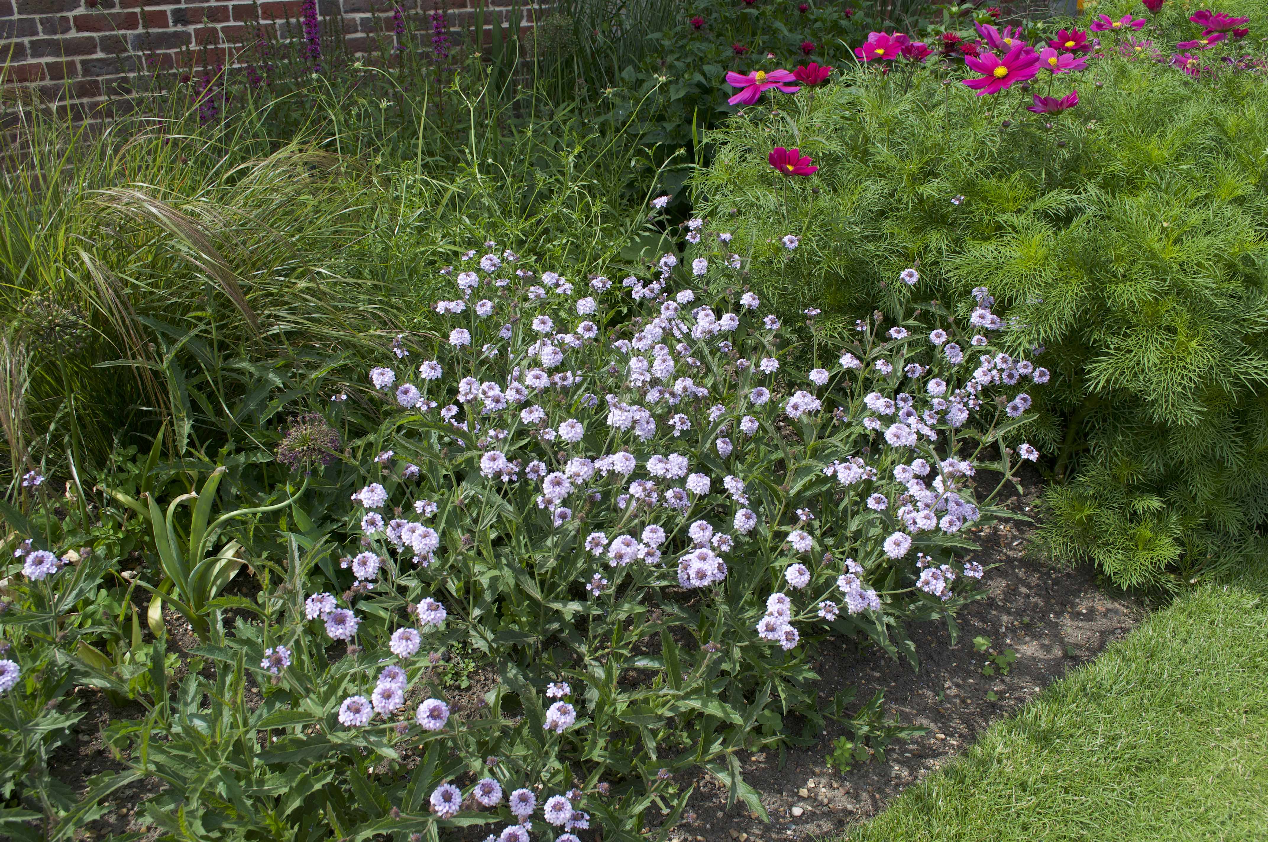 Verbena rigida Polaris – Mason House Garden