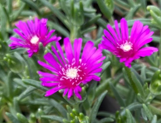 Lampranthus Purple – Mason House Garden