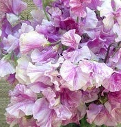 Sweet Pea Raspberry Twirl – Mason House Garden