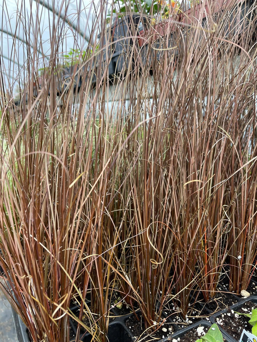 Perennial Plants - Mason House Gardens